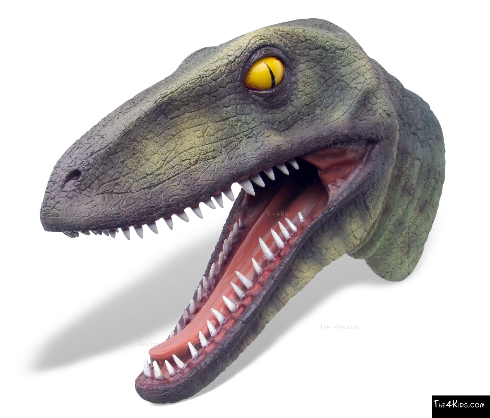 Raptor Head - The 4 Kids