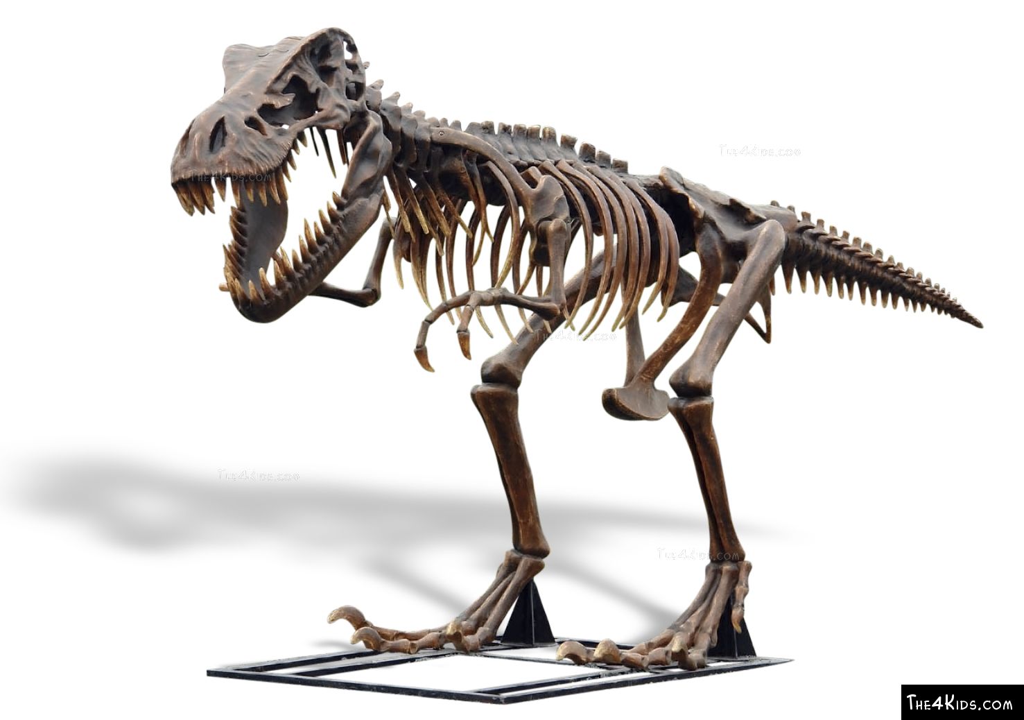 Real T Rex Bones