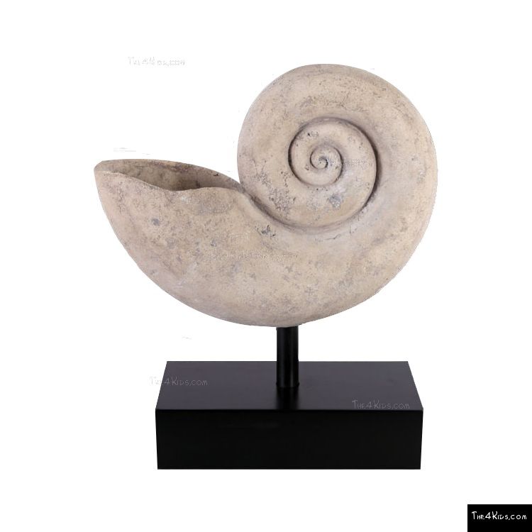 Nautilus Shell Large - The 4 Kids