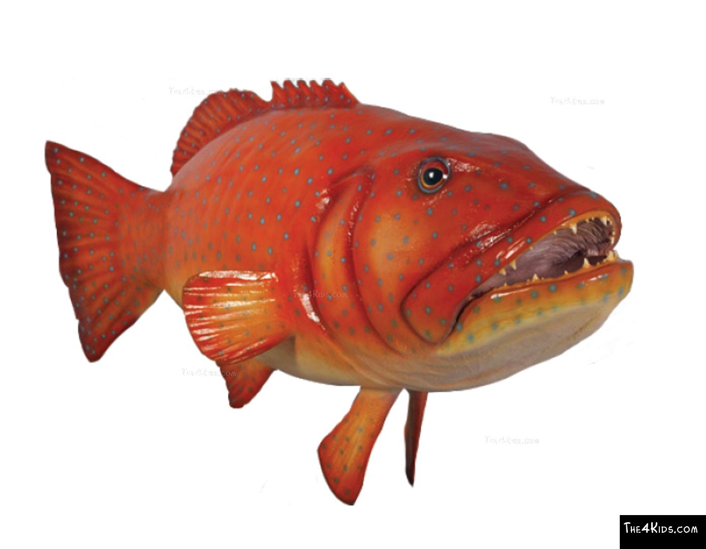 Coral Trout - The 4 Kids