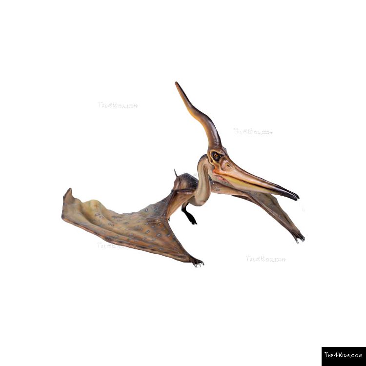 Pteranodon - The 4 Kids