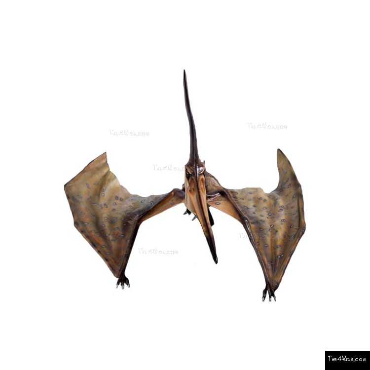 Pteranodon - The 4 Kids